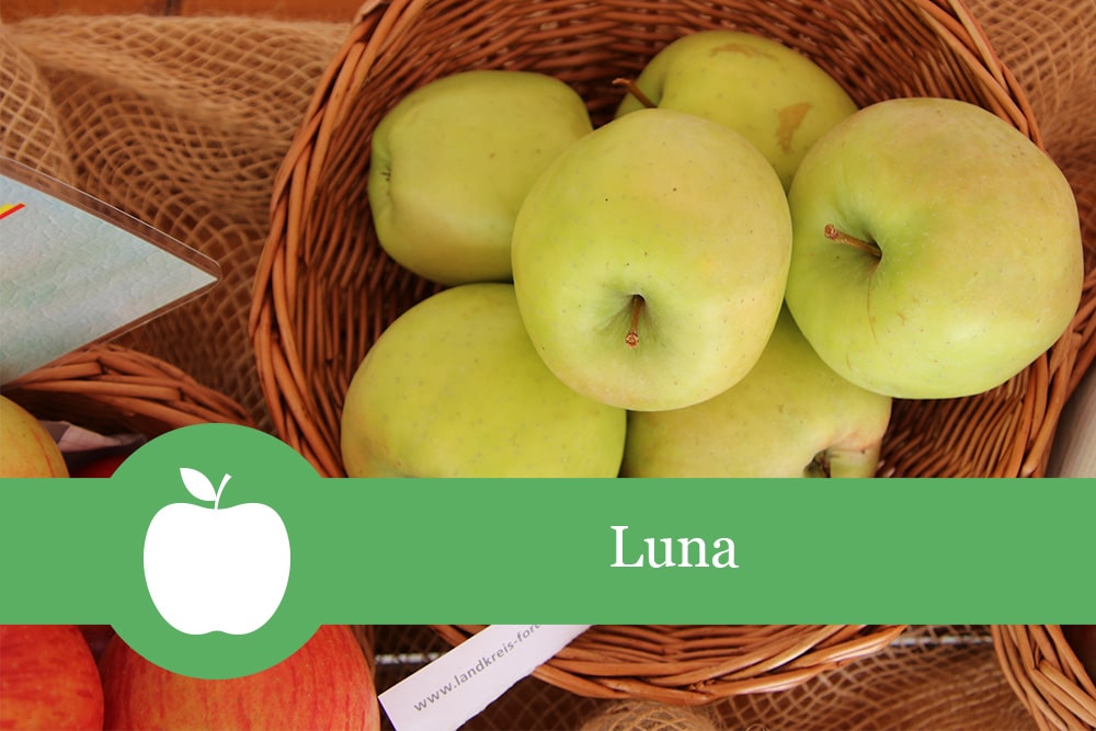 Apfel 'Luna' | Beschreibung & Besonderheiten - Selbstversorger.de