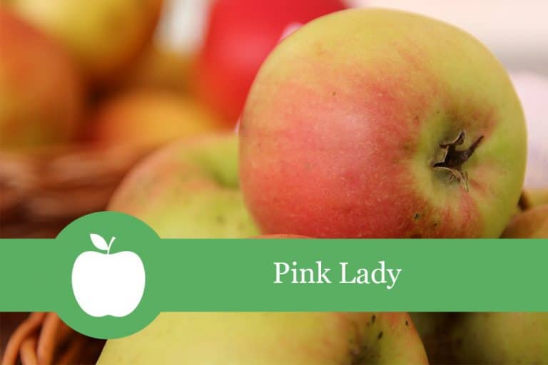 Apfel 'Pink Lady' | Geschmack, Herkunft, Anbau - Selbstversorger.de