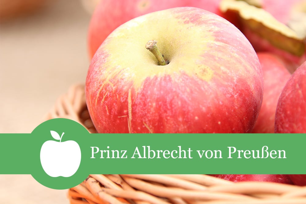 Prinz Albrecht von Preußen | Erntezeit, Befruchter, Geschmack ...