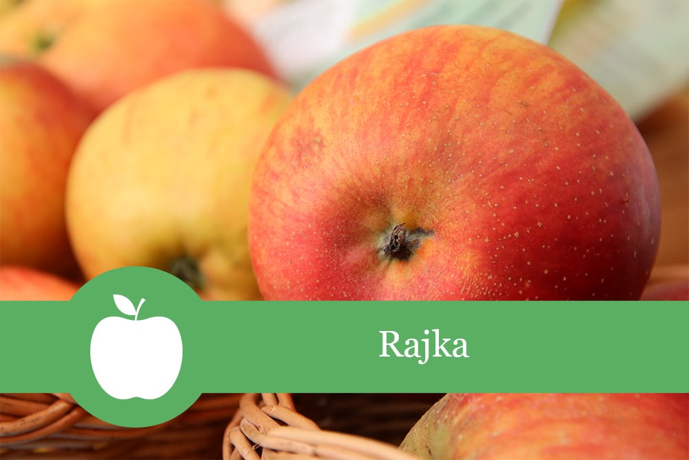 Apfel 'Rajka' | Geschmack, Herkunft, Befruchter - Selbstversorger.de