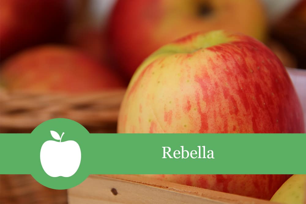 Apfel 'Rebella' | Geschmack, Pflege & Ernte - Selbstversorger.de
