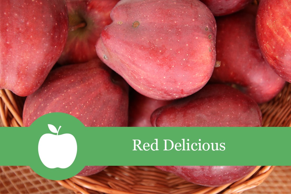 Apfel 'Red Delicious' | Geschmack, Befruchter & Co. - Selbstversorger.de