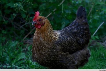 Marans Huhn | Charakter, Legeleistung & Eierfarbe - Selbstversorger.de