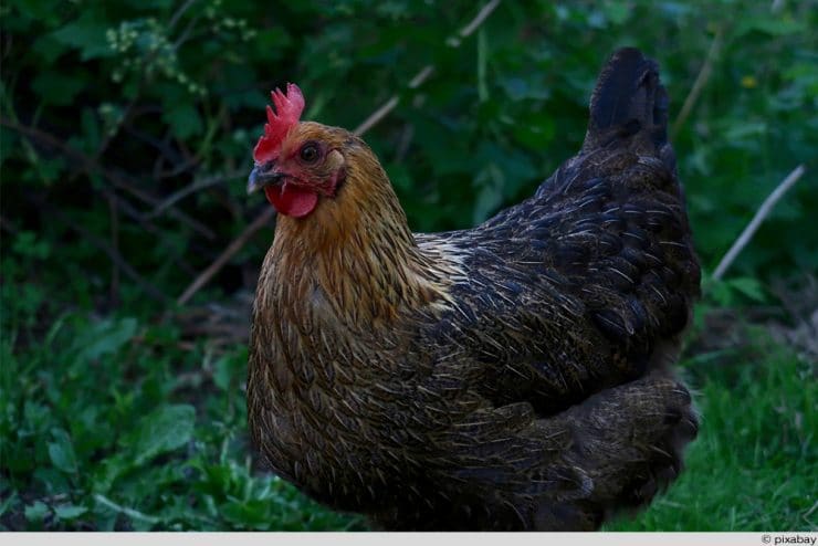 Marans Huhn | Charakter, Legeleistung & Eierfarbe - Selbstversorger.de