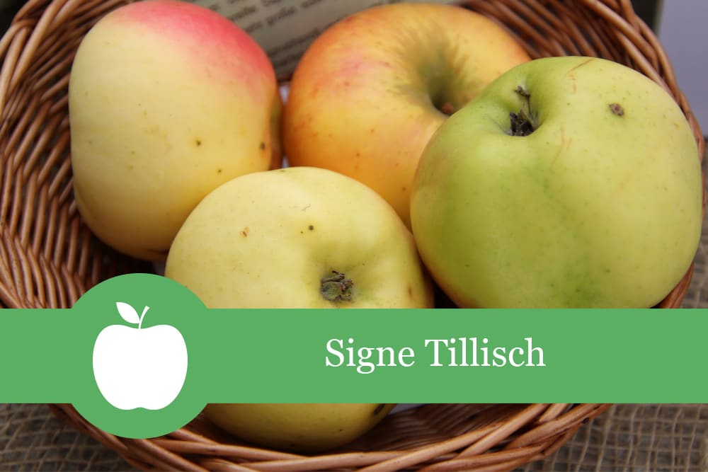 Apfel 'Signe Tillisch' | Befruchter & Besonderheiten - Selbstversorger.de