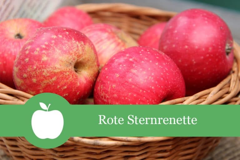 Apfel 'Rote Sternrenette' | Befruchter, Geschmack & Lagerung ...