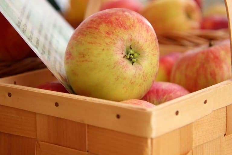 Apfel 'Resi' | Geschmack, Erntezeit, Lagerung - Selbstversorger.de