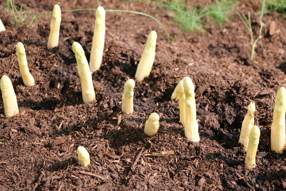 Spargel selbst anbauen | Anleitung & Pflege - Selbstversorger.de Spargel selbst anbauen | Anleitung & Pflege - Selbstversorger.de