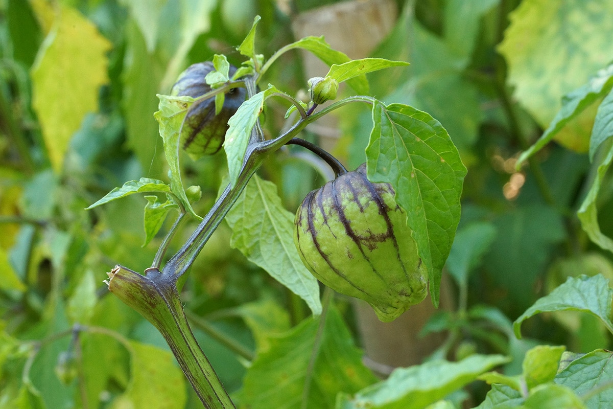 Lampionblume, Physalis alkekengi - Pflege & Vermehren - Selbstversorger.de