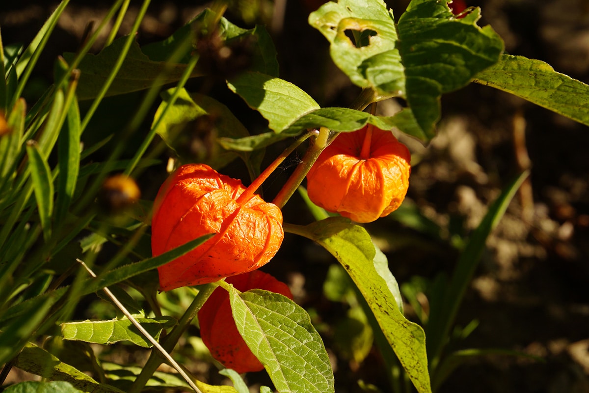 Lampionblume, Physalis alkekengi - Pflege & Vermehren - Selbstversorger.de