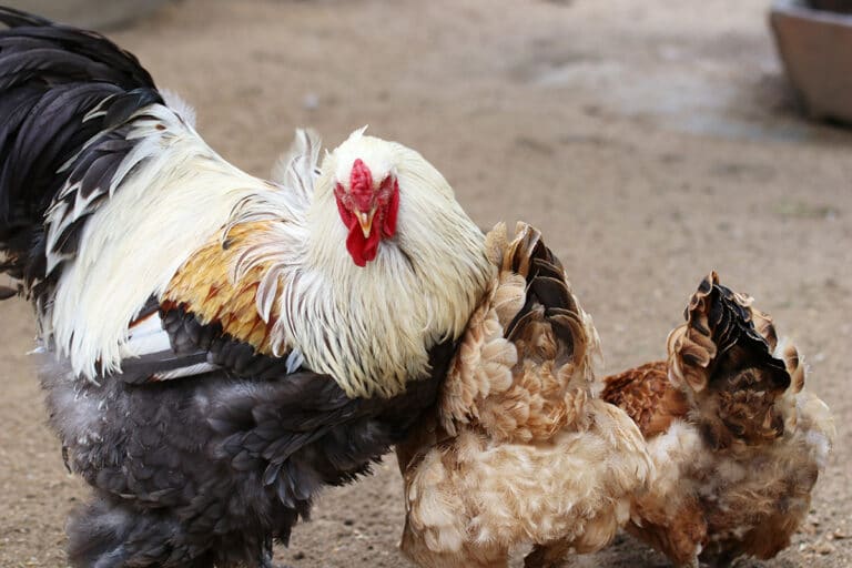 Ab wann und wie lange legen Hühner Eier? - Selbstversorger.de