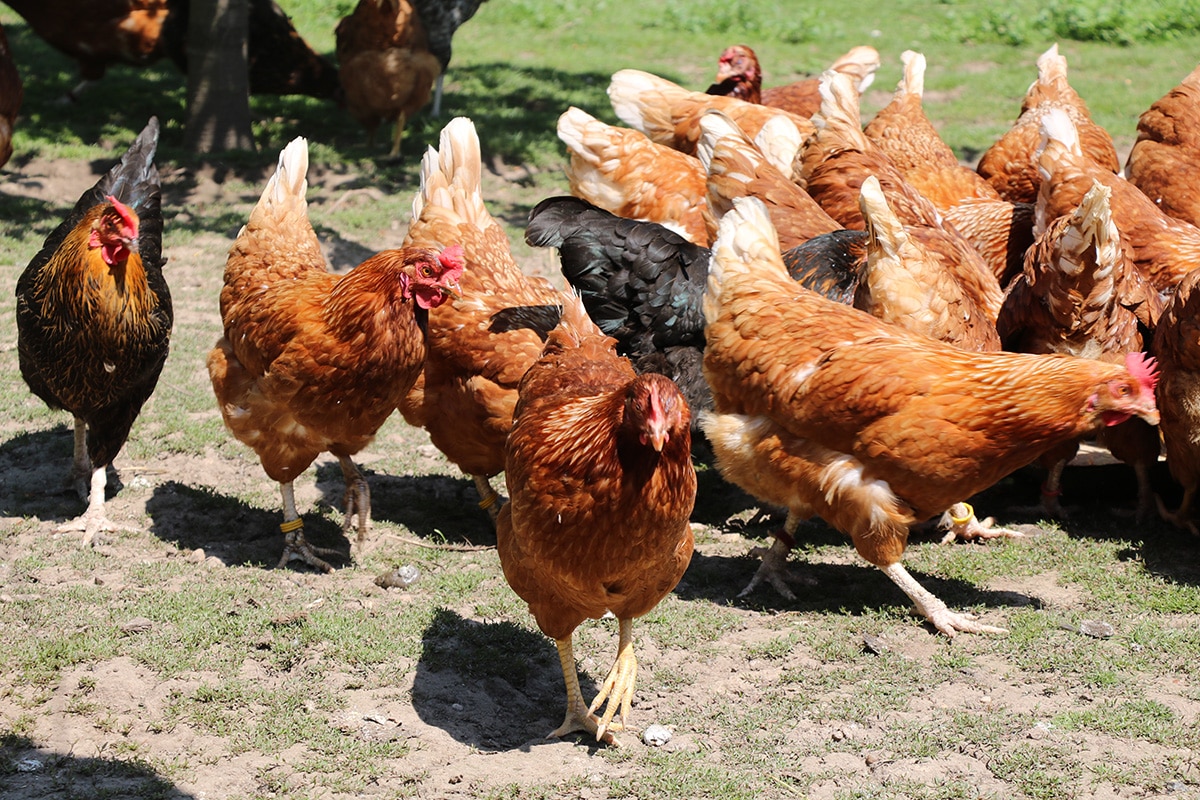 Hühner - Selbstversorger.de