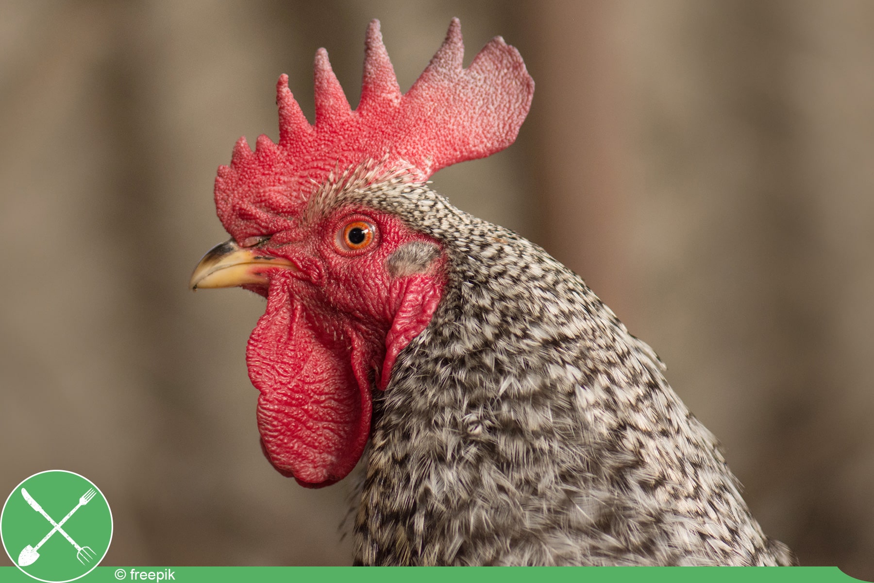 Hühner: 13 besonders robuste Hühnerrassen - Selbstversorger.de