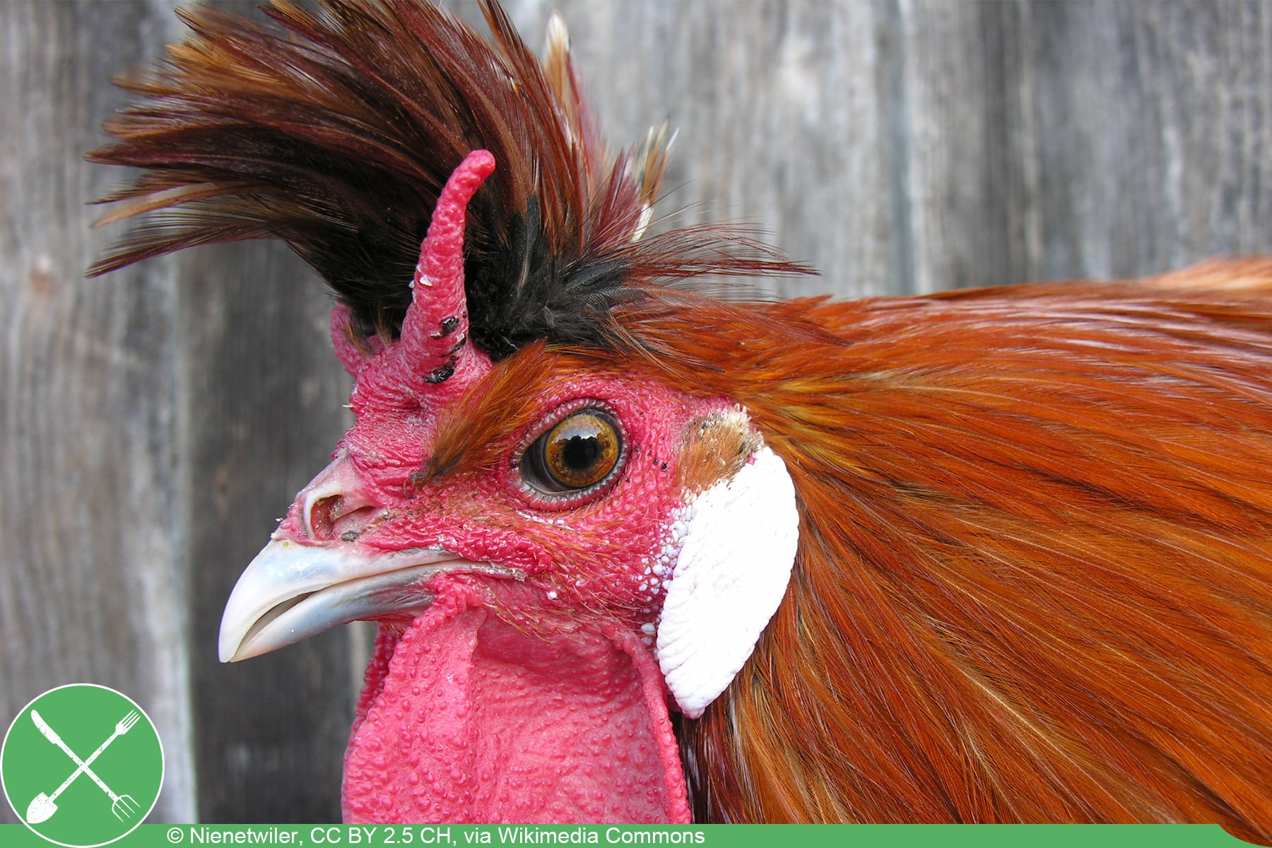 Hühner: 13 besonders robuste Hühnerrassen - Selbstversorger.de