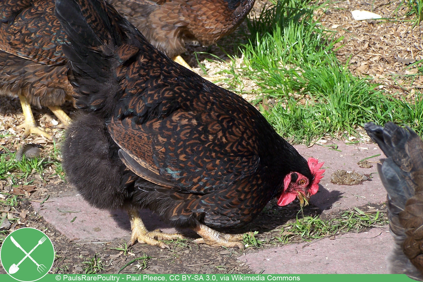 Braune Hühner: 13 Rassen | Braune Legehühner - Selbstversorger.de