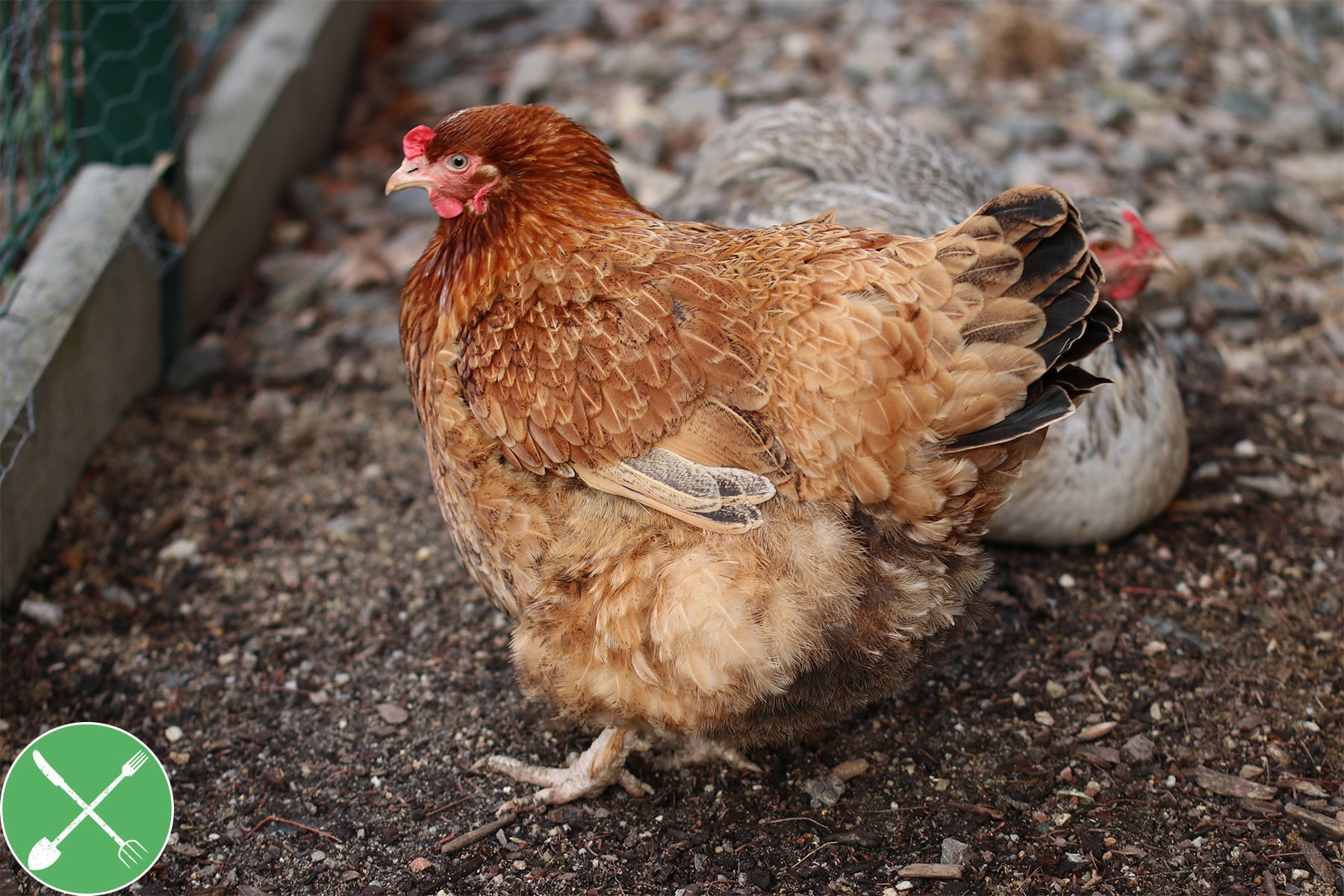Hühner - Selbstversorger.de