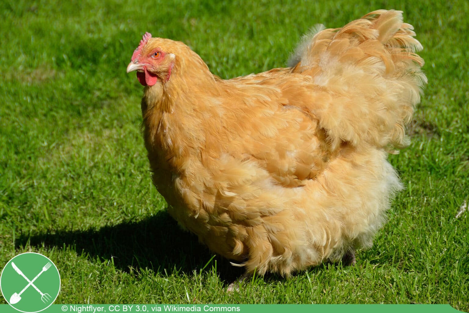 Hühner: 13 besonders robuste Hühnerrassen - Selbstversorger.de