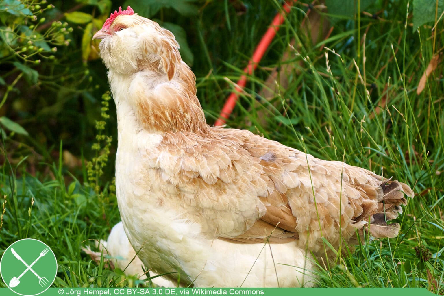Hühner: 13 besonders robuste Hühnerrassen - Selbstversorger.de
