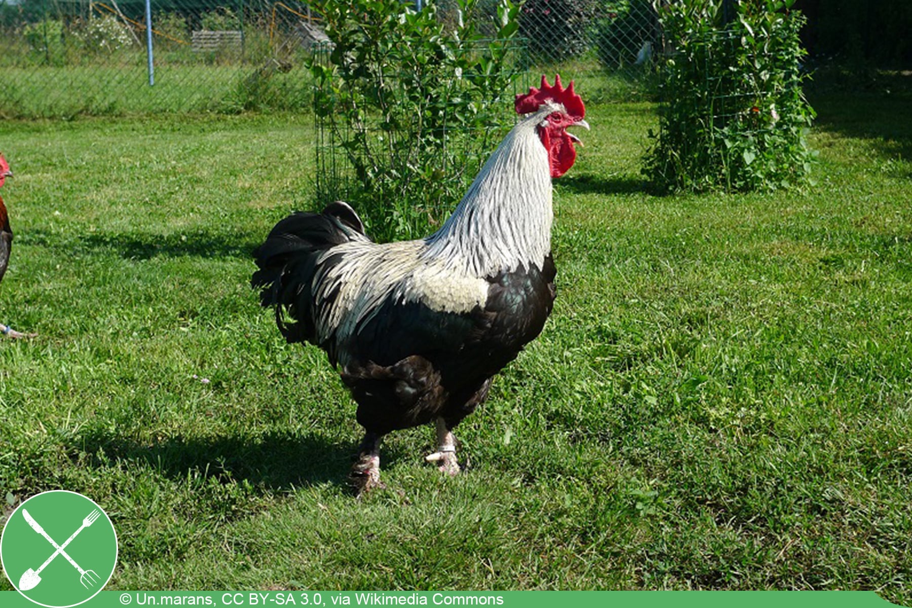 Hühner: 13 besonders robuste Hühnerrassen - Selbstversorger.de