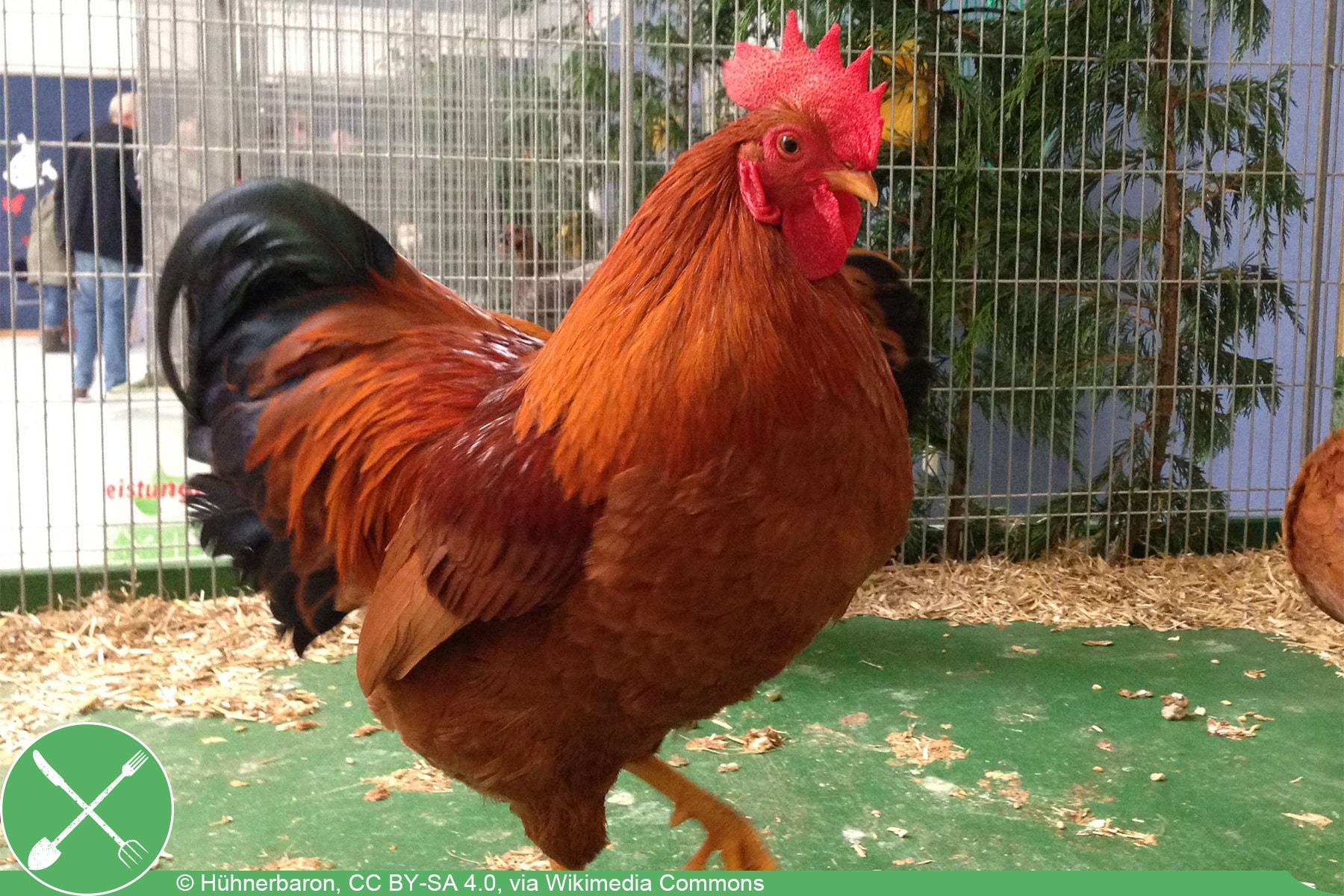 Braune Hühner: 13 Rassen | Braune Legehühner - Selbstversorger.de